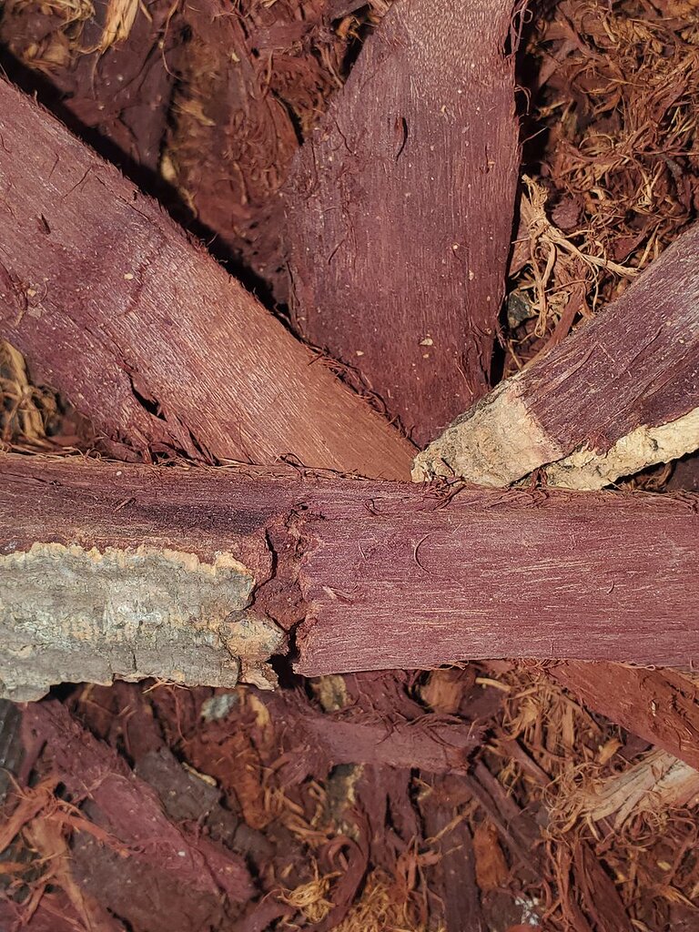 New Vendor! Real Acacia Hawaii - Discussion - Dimitri's Garden